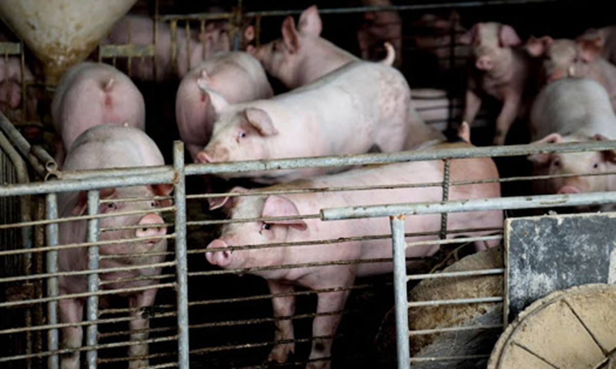 Boar cloning base in Hubei aims to achieve independent supply of pork ...