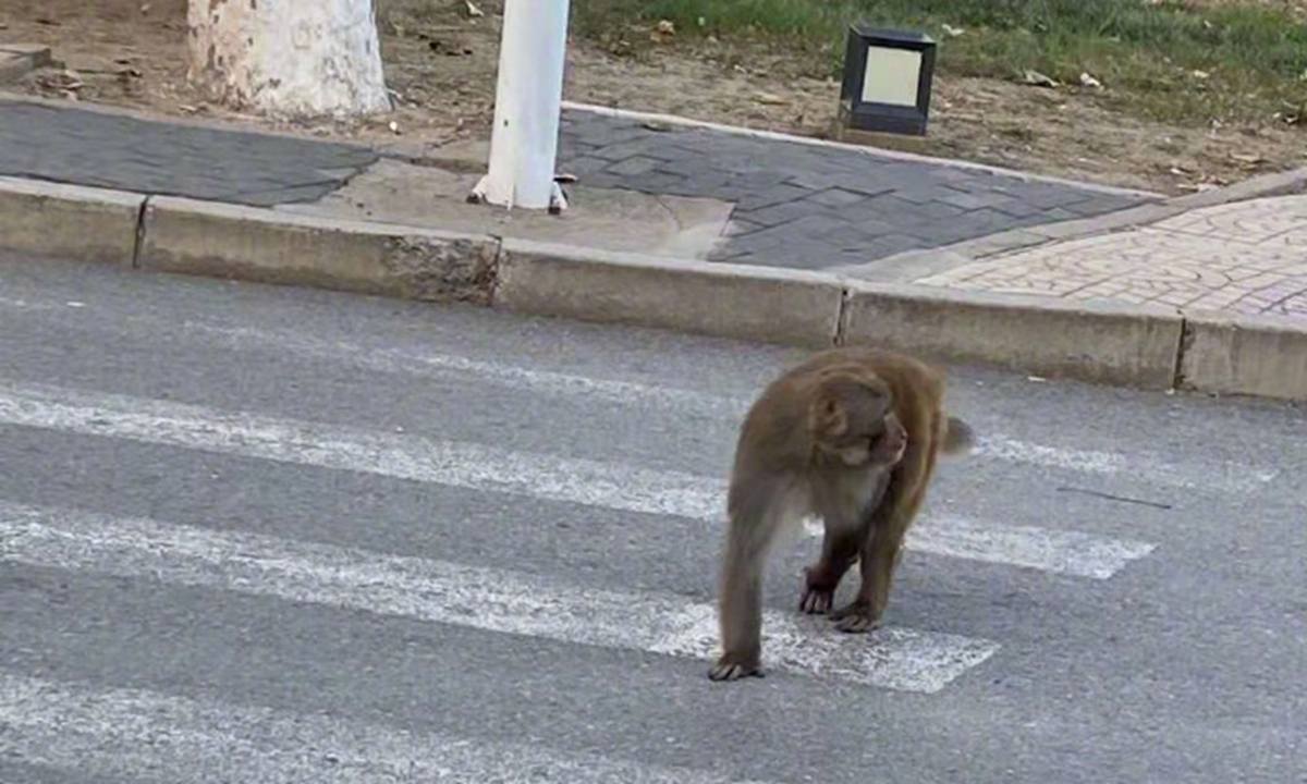 Workers try to capture mysterious monkey seen wandering around downtown ...