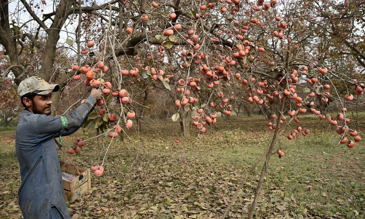 People harvest persimmons in northwest Pakistan's Peshawar - Global Times