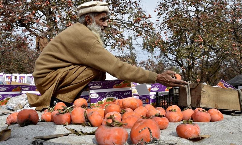 People harvest persimmons in northwest Pakistan's Peshawar - Global Times