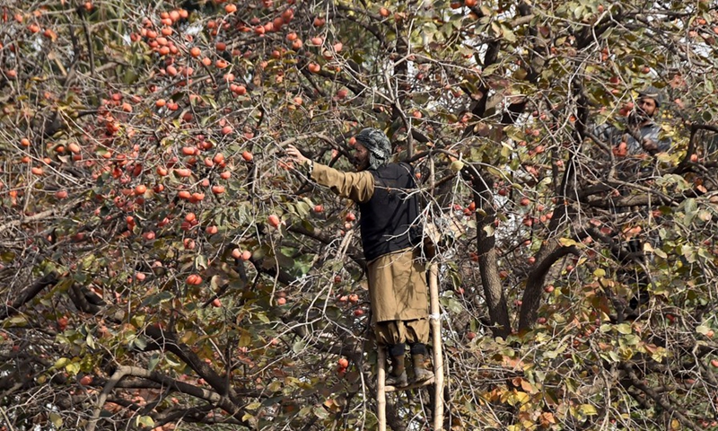 People harvest persimmons in northwest Pakistan's Peshawar - Global Times