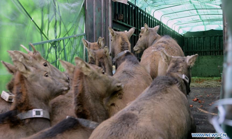 Rare milu deer to be released into wild in China - Global Times