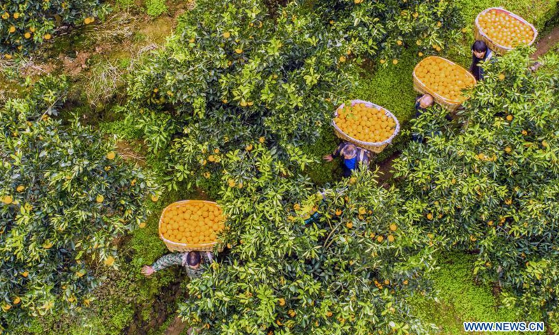 Online live-streaming helps orange planters improve incomes in Hubei ...