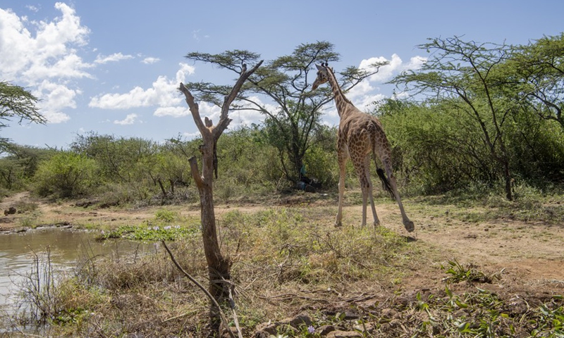 Kenya rescues endangered Rothschild Giraffes from shrinking island amid ...