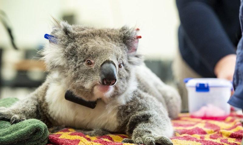 Safe and sound -- Koalas return to Aussie wild after being rescued from ...