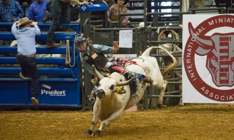 2020 World Finals for International Miniature Bull Rider competition ...
