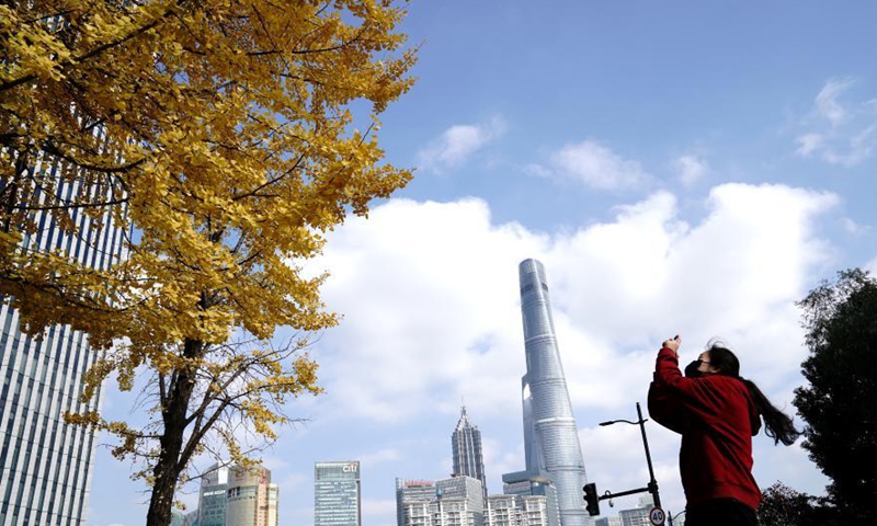 Scenery of ginkgo trees in Shanghai - Global Times