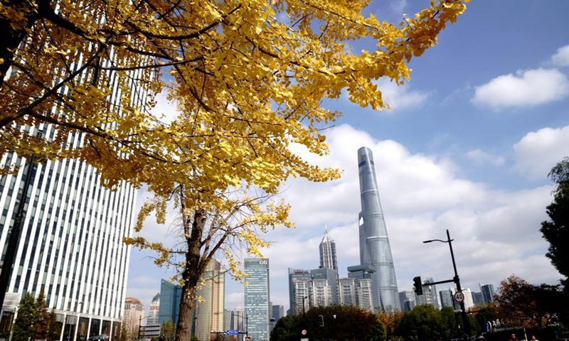 Scenery of ginkgo trees in Shanghai - Global Times