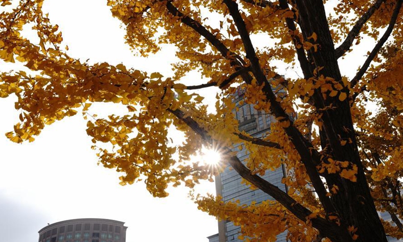 Scenery of ginkgo trees in Shanghai - Global Times