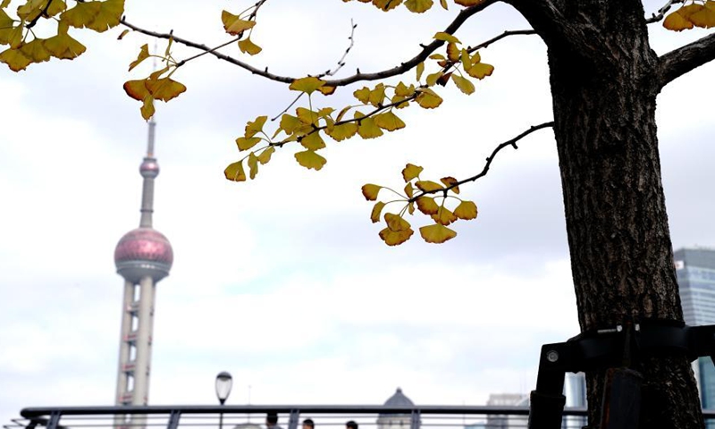 Scenery of ginkgo trees in Shanghai - Global Times