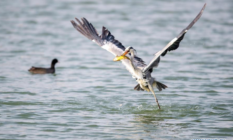 Water birds seen in Taiyuan Fenhe Wetland Park, Shanxi - Global Times