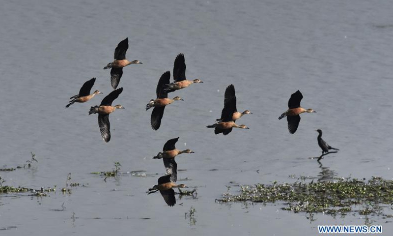 Migratory birds seen at wetland in Pobitora wildlife sanctuary - Global ...