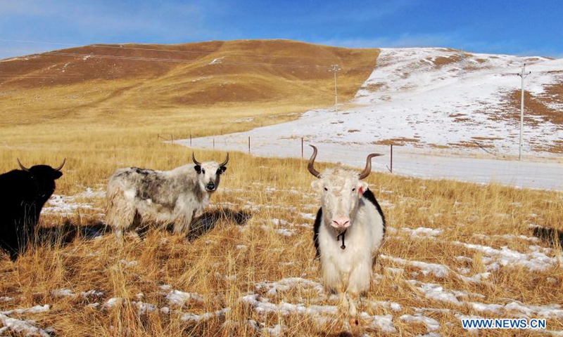 Scenery of Qilian County in Qinghai - Global Times