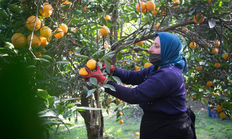 Farmers harvest oranges in Zangishah Mahalleh village, Iran - Global Times