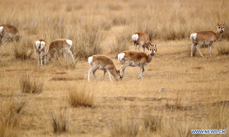 Przewalski's gazelles seen on grassland in Qinghai - Global Times