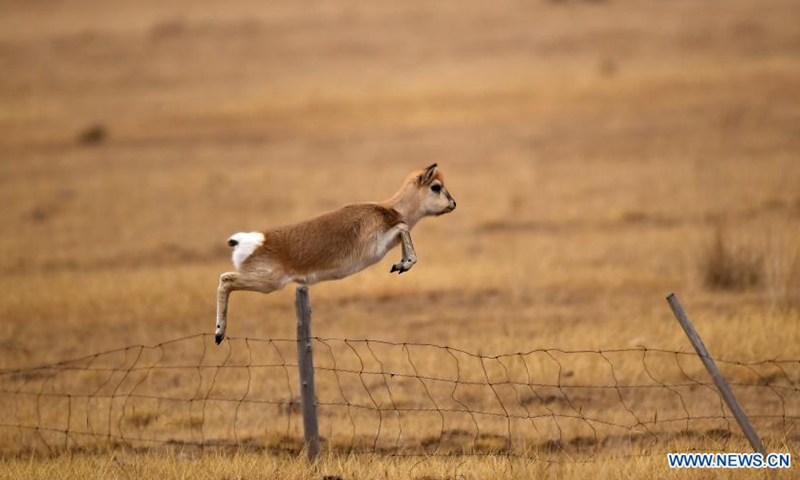 Przewalski's gazelles seen on grassland in Qinghai - Global Times