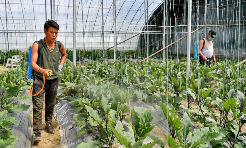 Vegetables no more rarities in Tibet thanks to modern agriculture ...