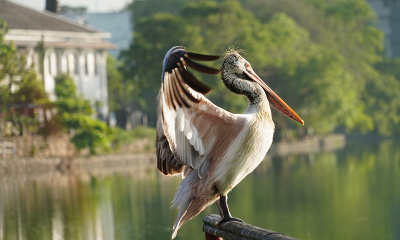 Take a "bird's-eye view" of Colombo, Sri Lanka - Global Times