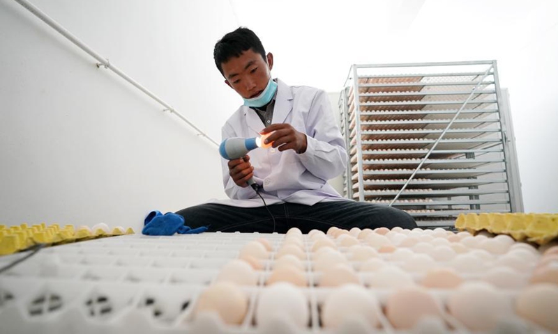 Vegetables no more rarities in Tibet thanks to modern agriculture ...