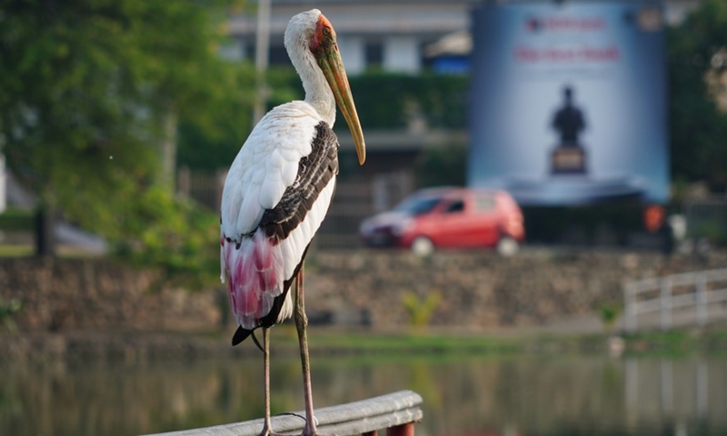 Take a "bird's-eye view" of Colombo, Sri Lanka - Global Times