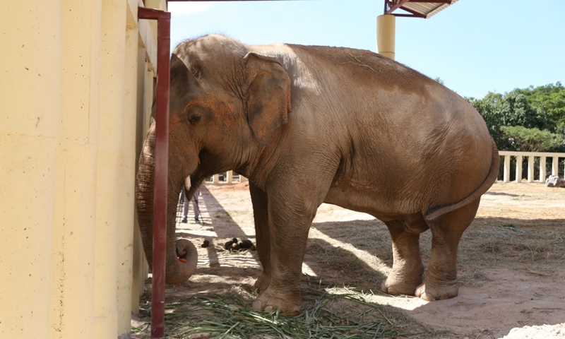Lonely Pakistan elephant quickly adapts to new home in Cambodia ...