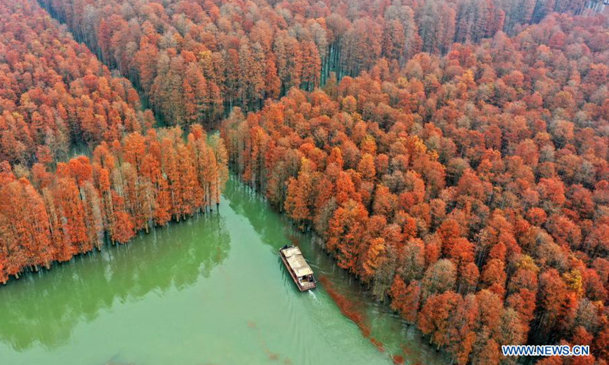 Scenery of cypress trees in Xiantao, Hubei - Global Times