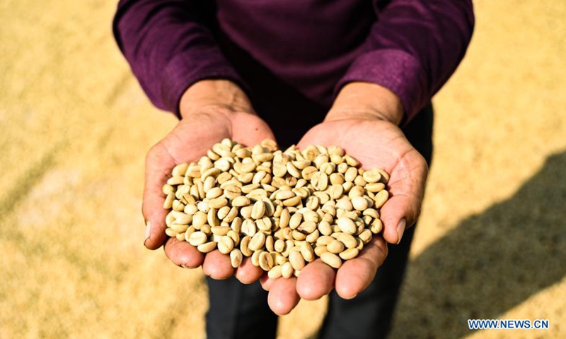 Coffee production in Ximeng, Yunnan - Global Times
