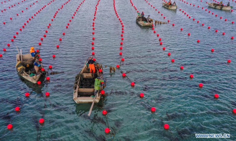 People work on marine ranch in Rongcheng, Shandong - Global Times