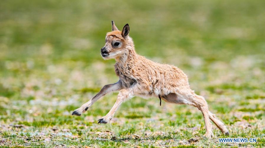 Number of Tibetan antelopes exceeds 200,000 in Tibet - Global Times