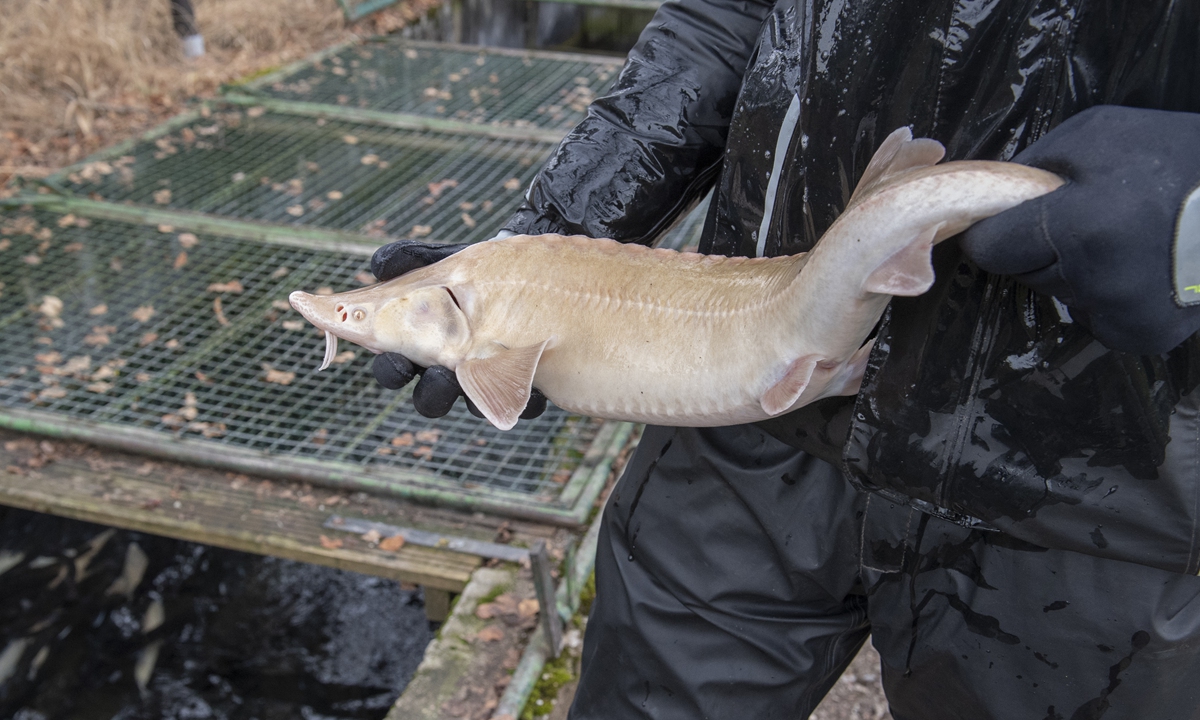 In the Alps, white caviar offers an exclusive alternative - Global Times