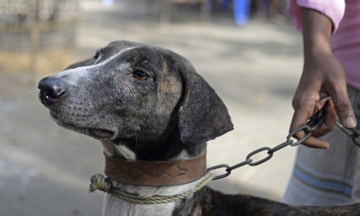 Race to save Bangladesh hound from extinction - Global Times