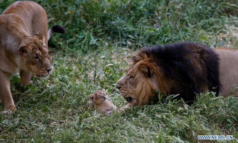 Xinhua pictures of the year 2020: baby animals - Global Times
