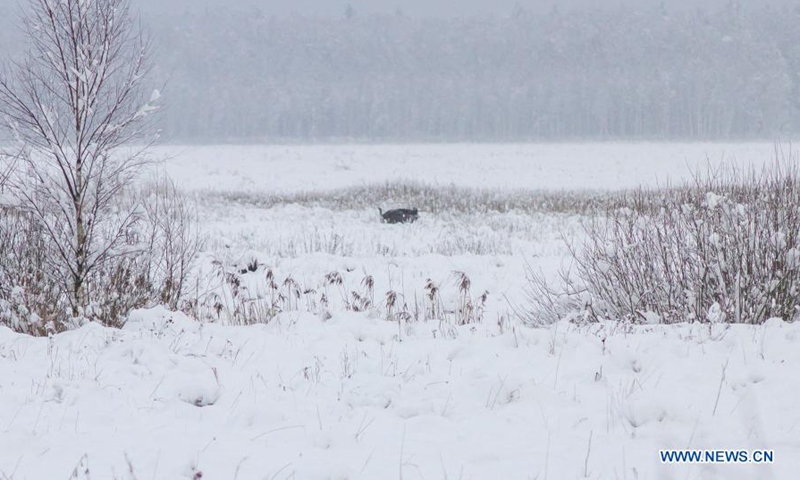 Snow scenery of Belovezhskaya Pushcha in Belarus - Global Times