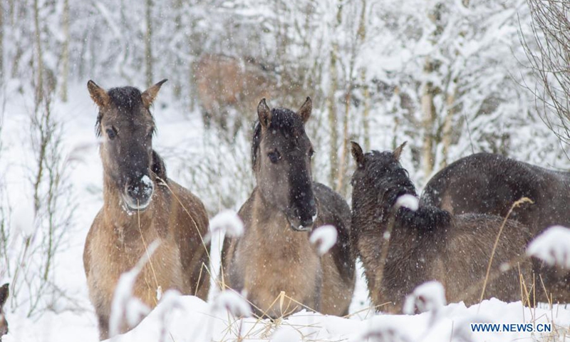 Snow scenery of Belovezhskaya Pushcha in Belarus - Global Times