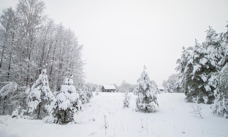 Snow scenery of Belovezhskaya Pushcha in Belarus - Global Times