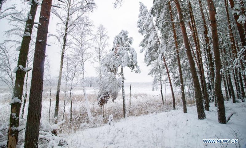 Snow scenery of Belovezhskaya Pushcha in Belarus - Global Times