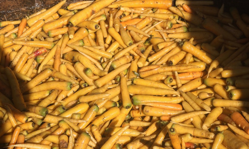 Afghan farmers harvest carrots at field in Sari Pul city - Global Times