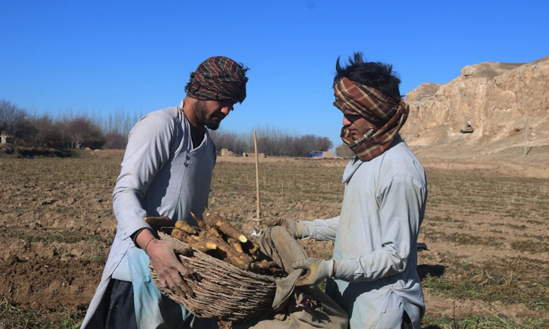 Afghan farmers harvest carrots at field in Sari Pul city - Global Times