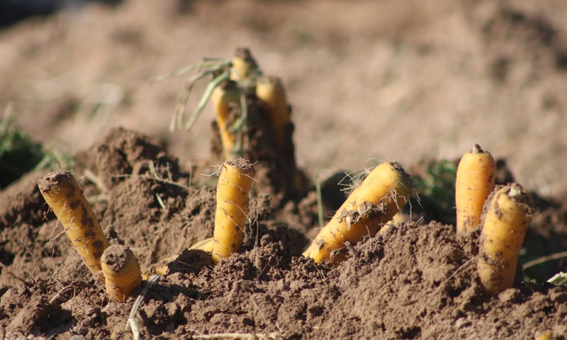 Afghan farmers harvest carrots at field in Sari Pul city - Global Times