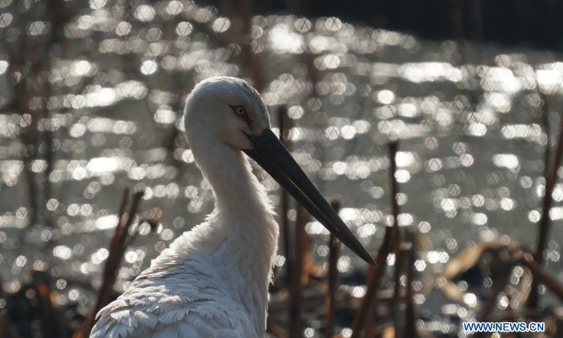 Oriental white stork in healing process in China's Jiangxi - Global Times