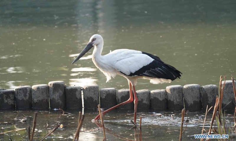 Oriental white stork in healing process in China's Jiangxi - Global Times
