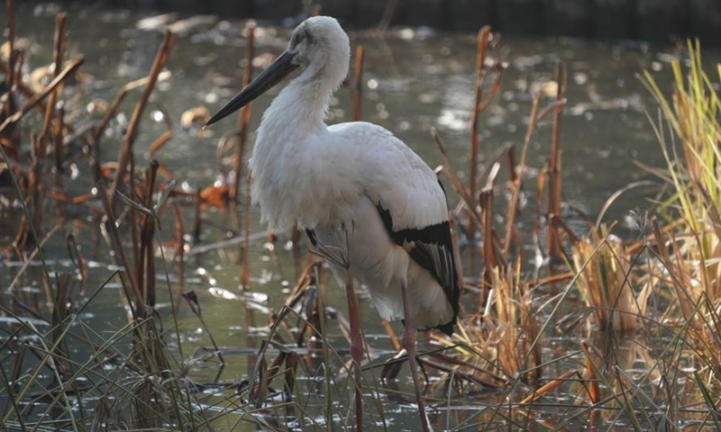 Oriental white stork in healing process in China's Jiangxi - Global Times