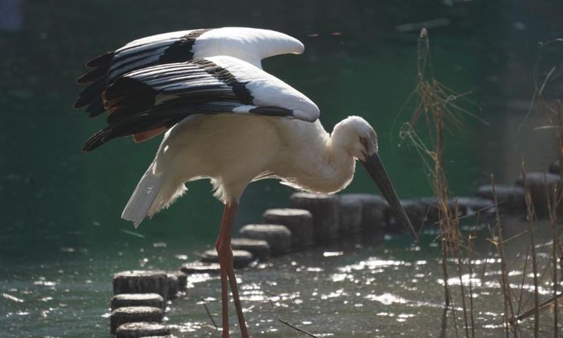 Oriental white stork in healing process in China's Jiangxi - Global Times