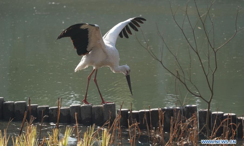 Oriental white stork in healing process in China's Jiangxi - Global Times