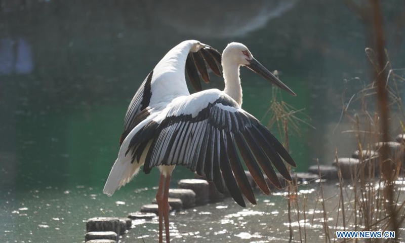 Oriental white stork in healing process in China's Jiangxi - Global Times