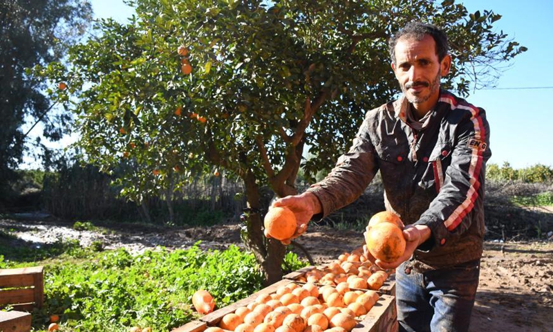 Oranges harvest at farm in Meknes, Morocco - Global Times