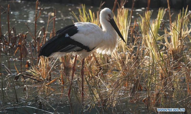 Oriental white stork in healing process in China's Jiangxi - Global Times