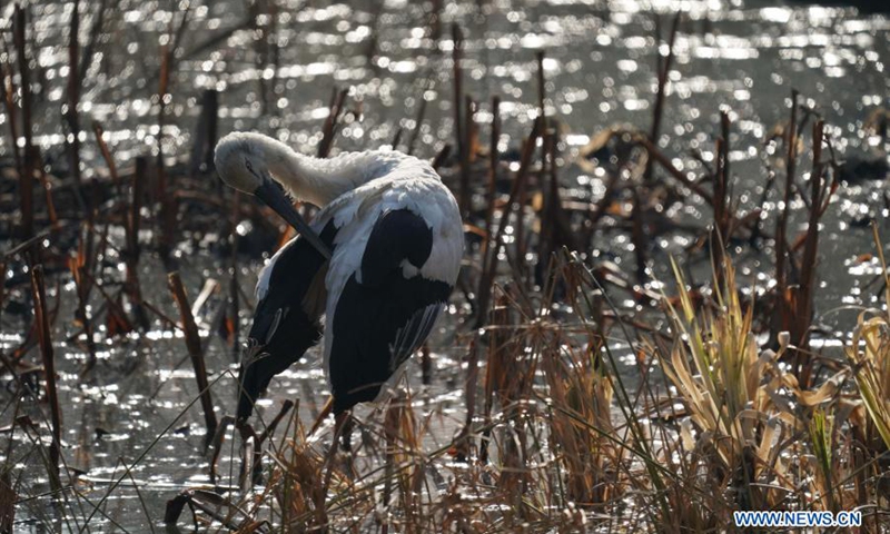 Oriental white stork in healing process in China's Jiangxi - Global Times