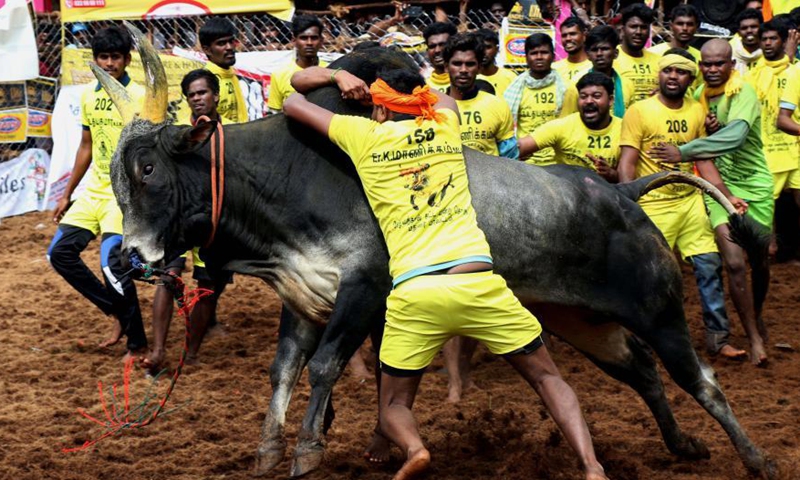 Annual bull taming event held in India - Global Times