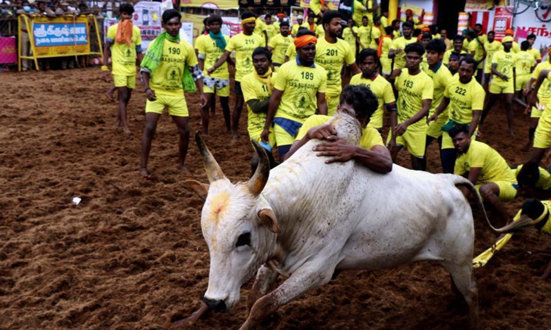 Annual bull taming event held in India - Global Times